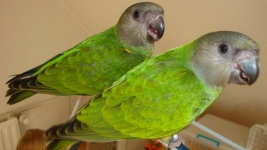 Ausführliche Papageien Artenliste - Papageienpark - Parrot Park - Heike ...