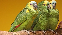 Ausführliche Papageien Artenliste - Papageienpark - Parrot Park - Heike ...