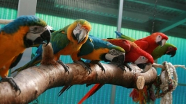Ausführliche Papageien Artenliste - Papageienpark - Parrot Park - Heike ...