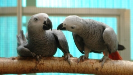 Ausführliche Papageien Artenliste - Papageienpark - Parrot Park - Heike ...