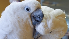 Ausführliche Papageien Artenliste - Papageienpark - Parrot Park - Heike ...