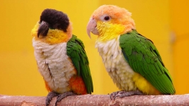 Ausführliche Papageien Artenliste - Papageienpark - Parrot Park - Heike ...